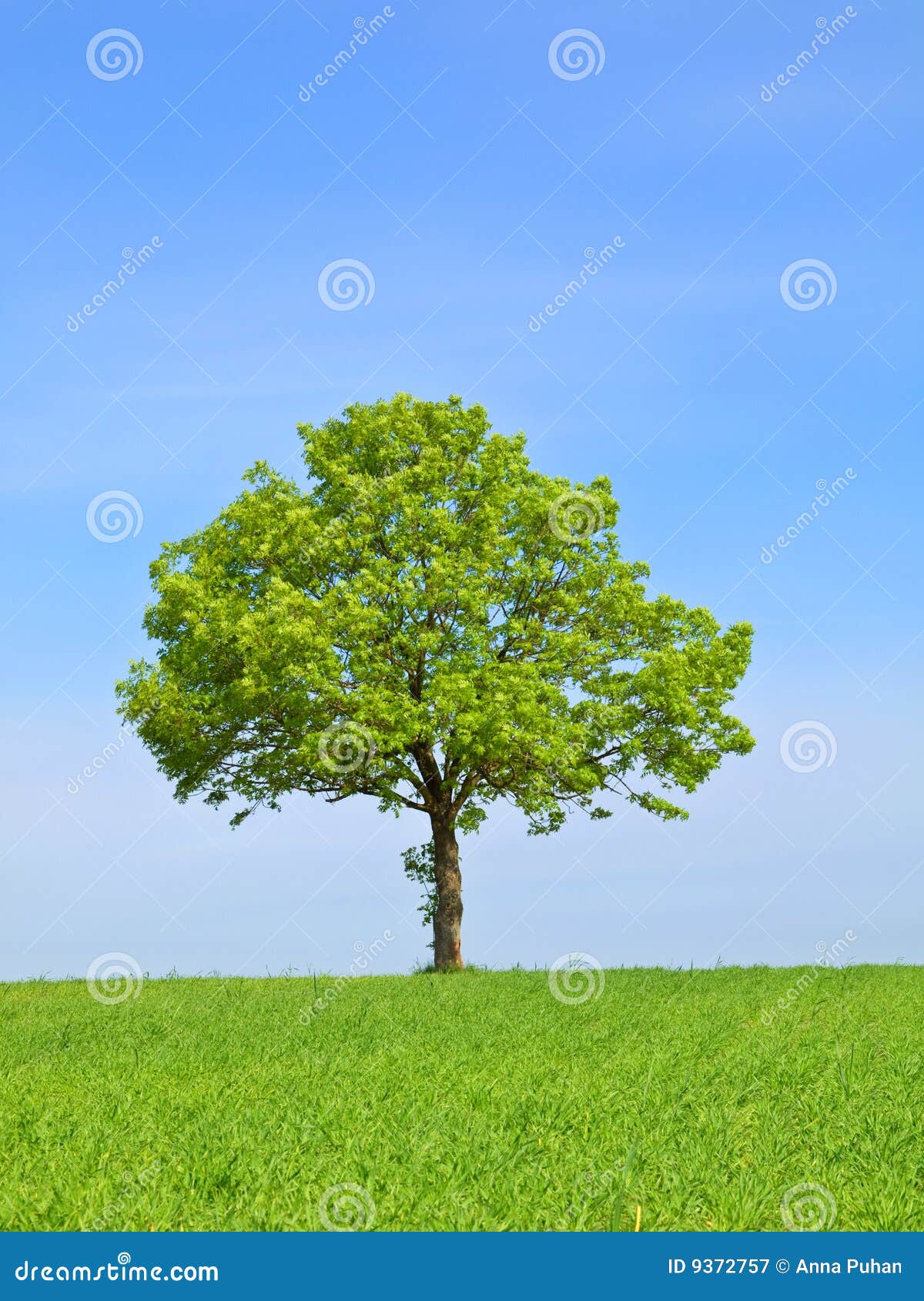 Het Landschap Van De Lente - Groene Boom Stock Afbeelding - Image of ...