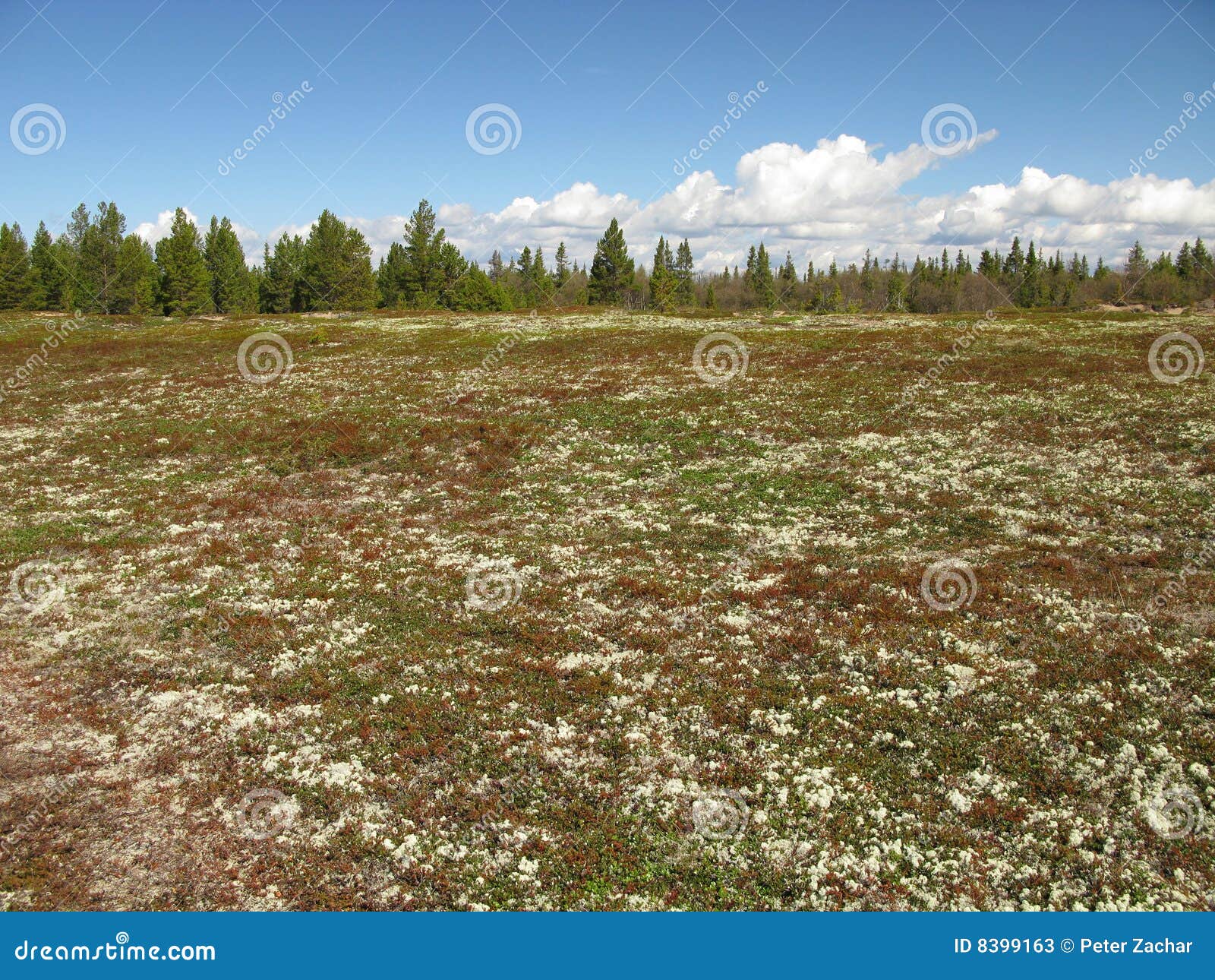 Het Landschap Van De Toendra Stock Afbeelding - Image of bruin ...