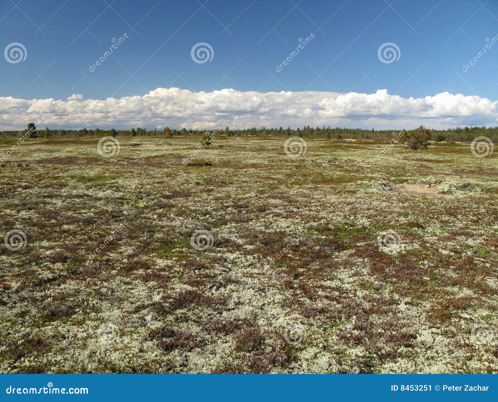 Het Landschap Van De Toendra Stock Afbeelding - Image of bruin, daling ...