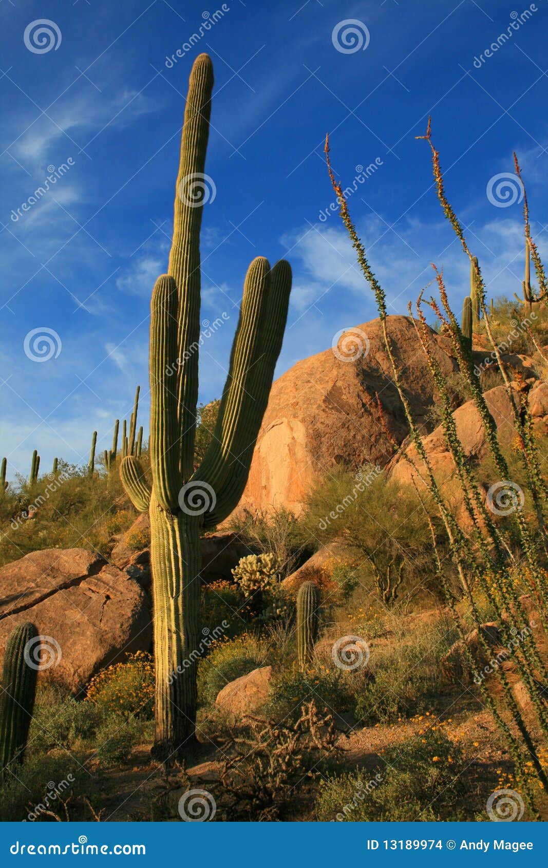 Het Landschap Van De Woestijn En Cactus Saguaro Stock Foto - Image of ...