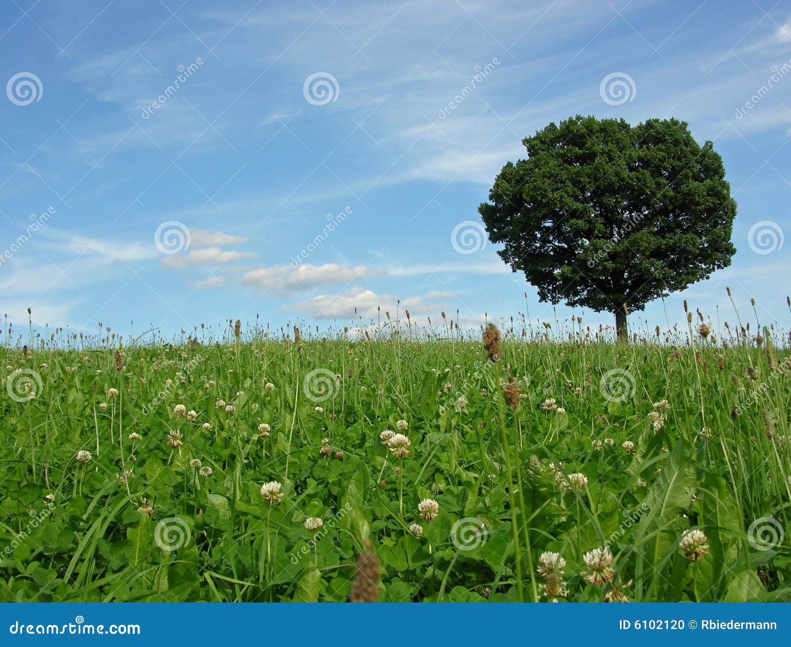 Het Landschap Van Het Landschap Met Solitaire Boom Stock Foto - Image ...