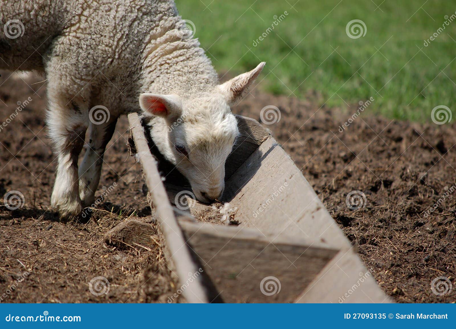 Het Leuke Lam Voeden Van Een Trog Stock Afbeelding - Image of ...
