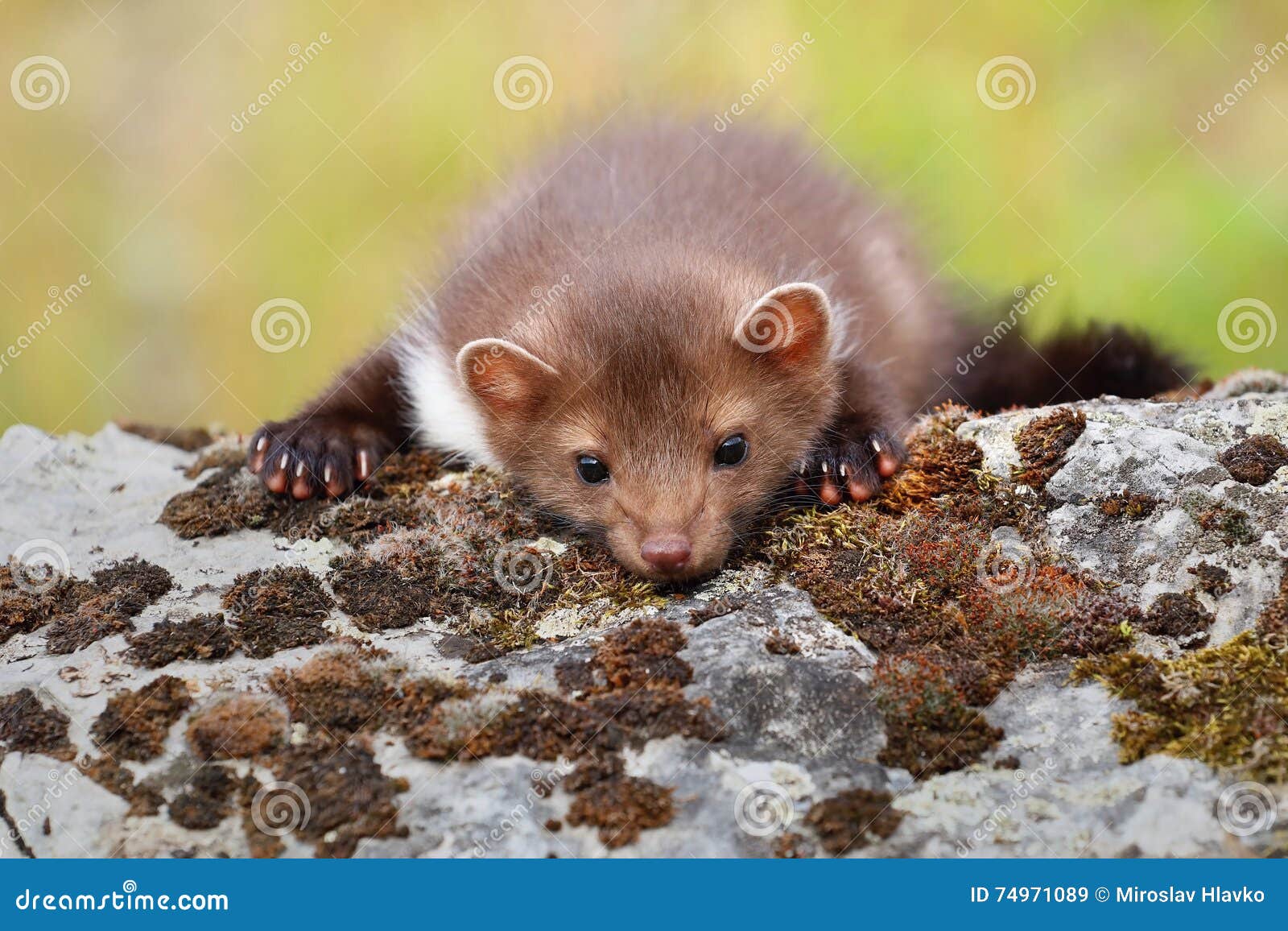 Het leuke marter liggen stock afbeelding. Image of carnivoor - 74971089