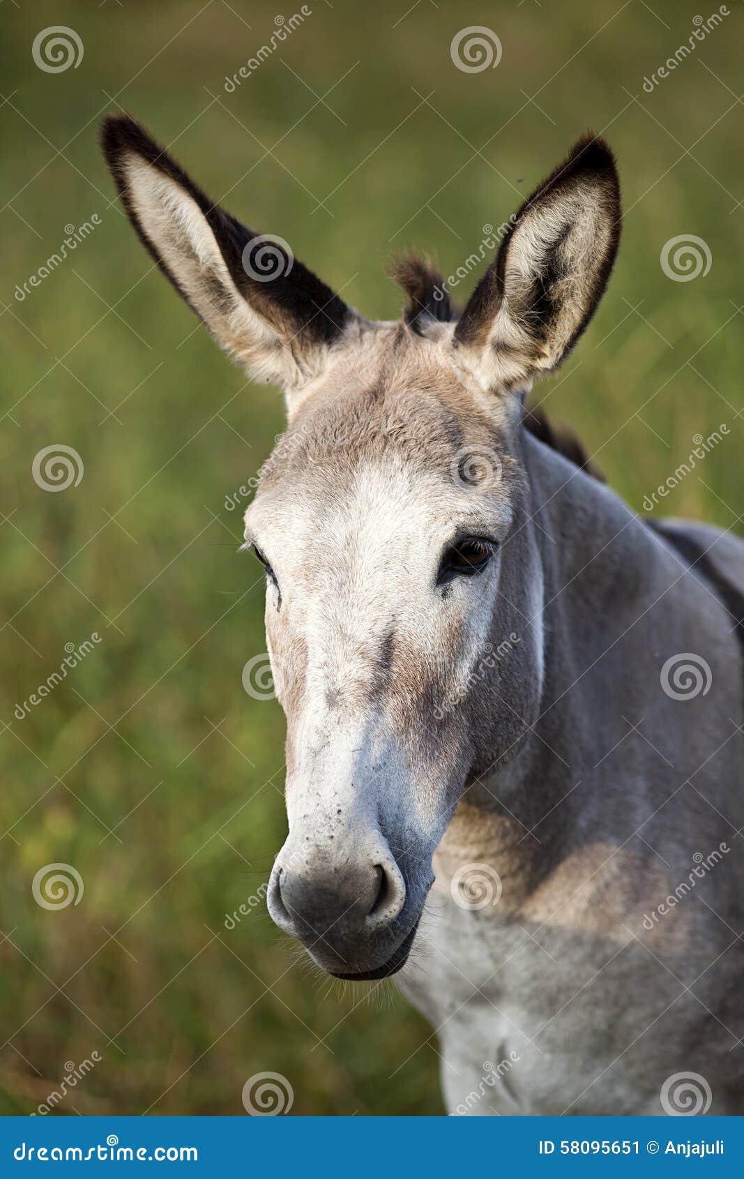 Het Leuke Portret Van De Ezel Stock Afbeelding - Image of binnenlands ...