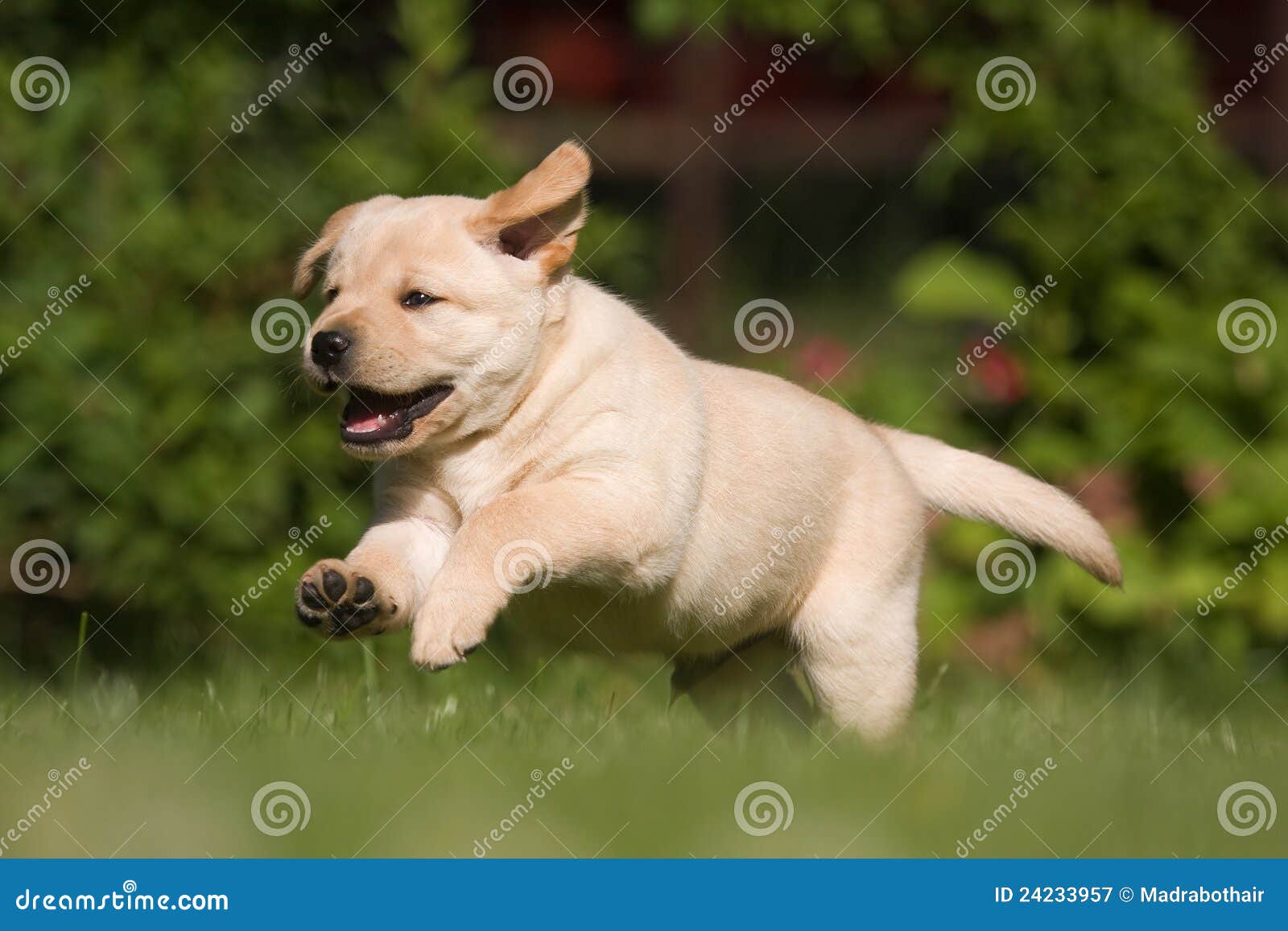 Het Leuke Puppy Van De Labrador Stock Afbeelding - Image of gras, baby ...