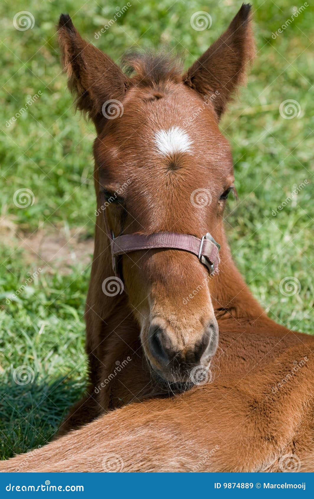 Het Leuke Rusten Van Het Paard Stock Afbeelding - Image of baby, paard ...
