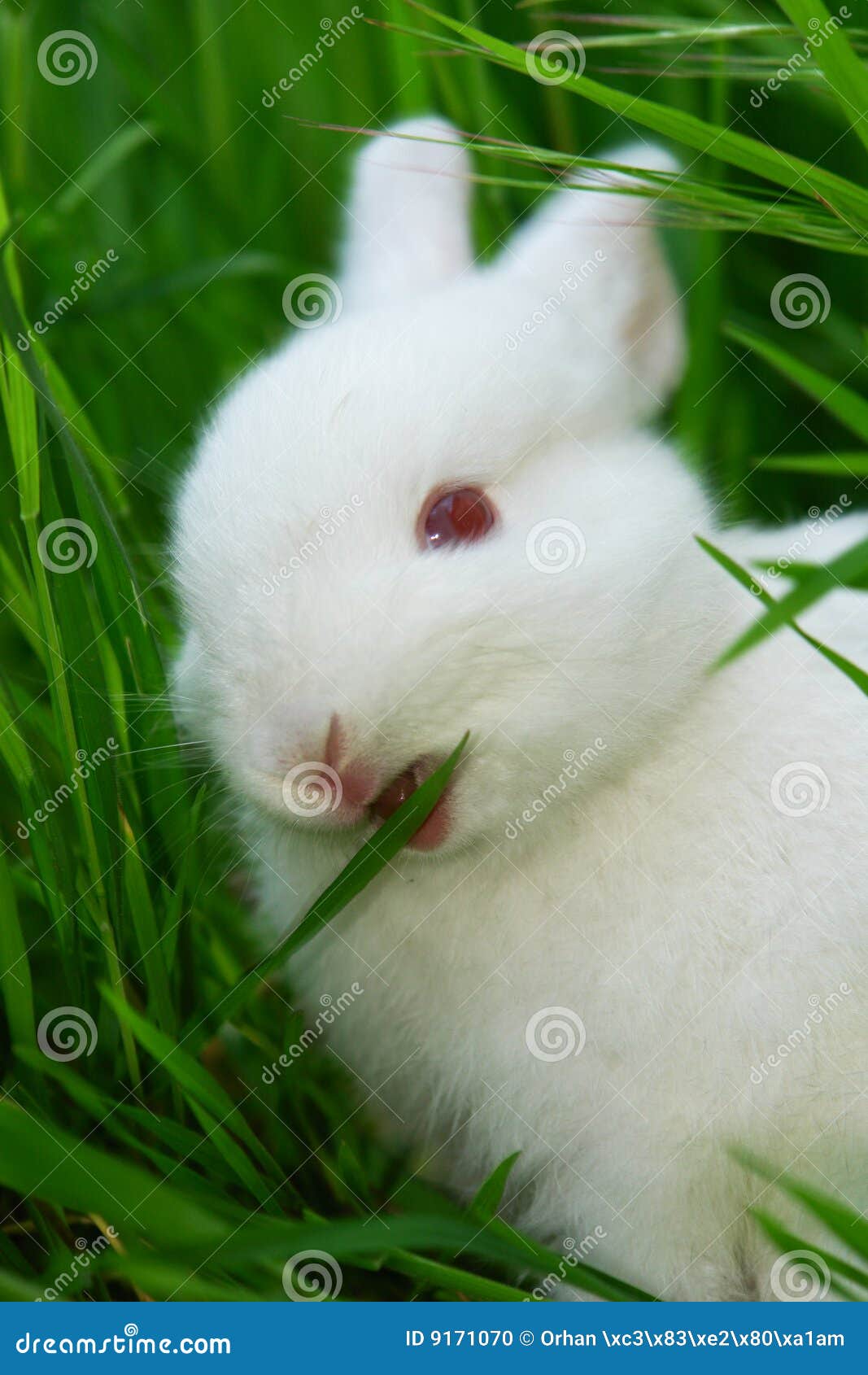 Het Leuke Witte Konijn Eet Gras Stock Foto - Image of dichtbegroeid ...
