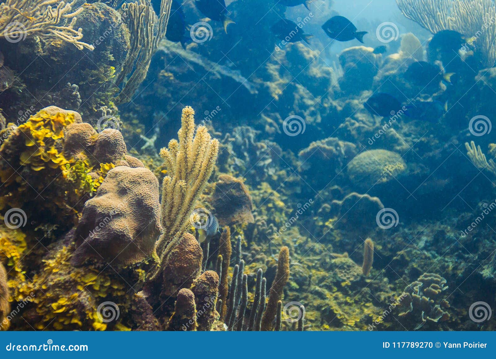 Het leven koraalrif stock foto. Image of schoonheid - 117789270