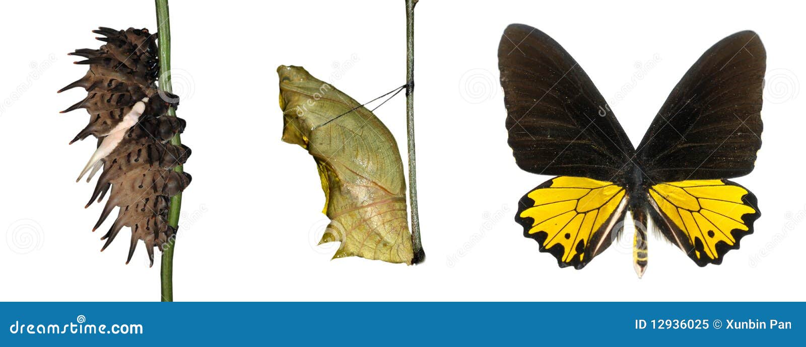 Het Levenscyclus Van De Vlinder Stock Afbeelding - Image of behoud ...