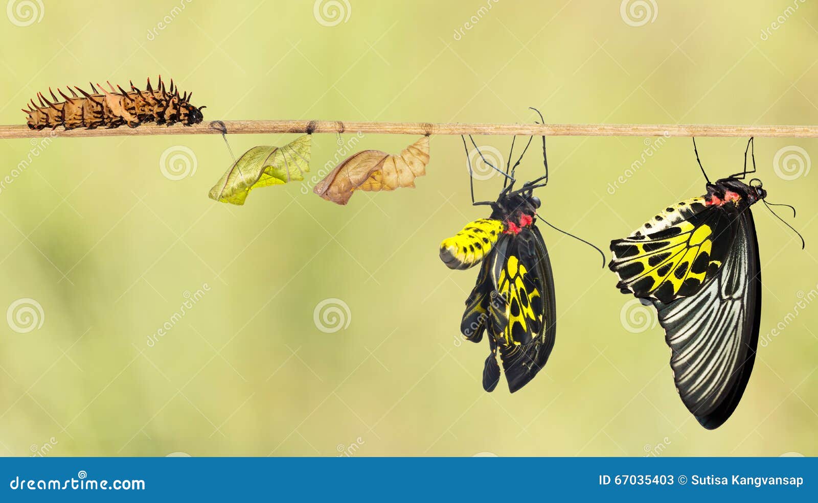 Het Levenscyclus Van Gemeenschappelijke Birdwing Vlinder Stock ...