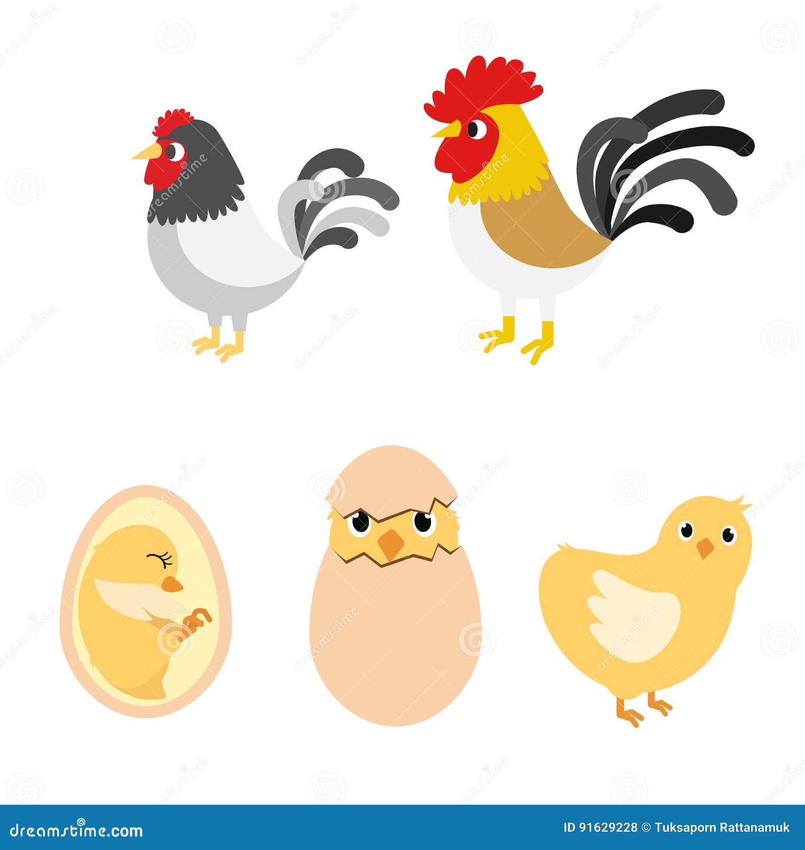 Het Levenscyclus Van Het Kippenei Vector Illustratie - Illustration of ...