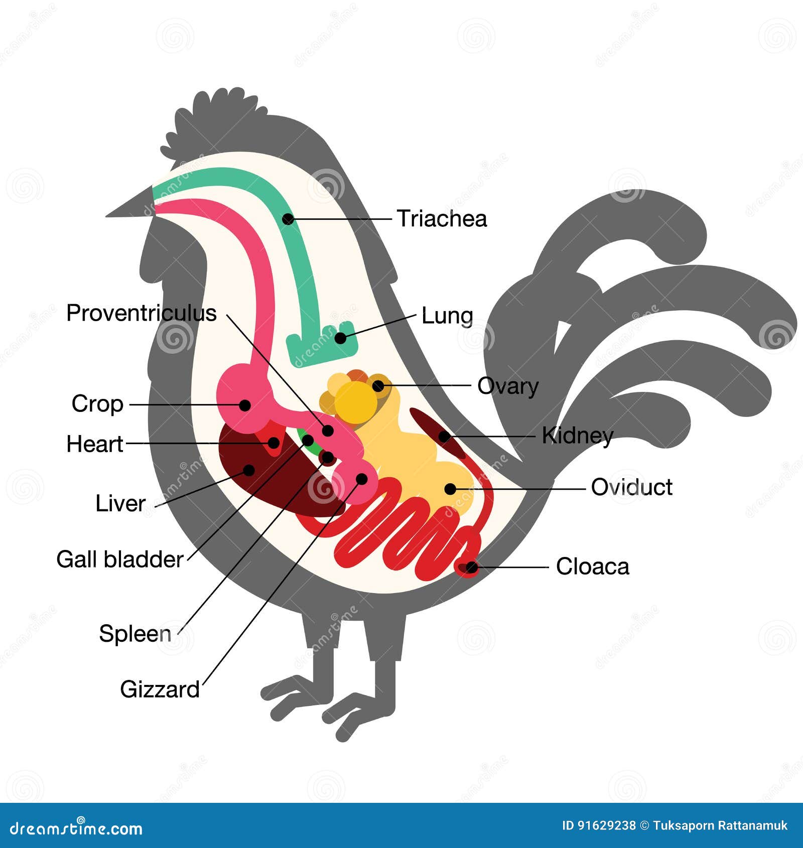 Het Levenscyclus Van Het Kippenei Vector Illustratie - Illustration of ...