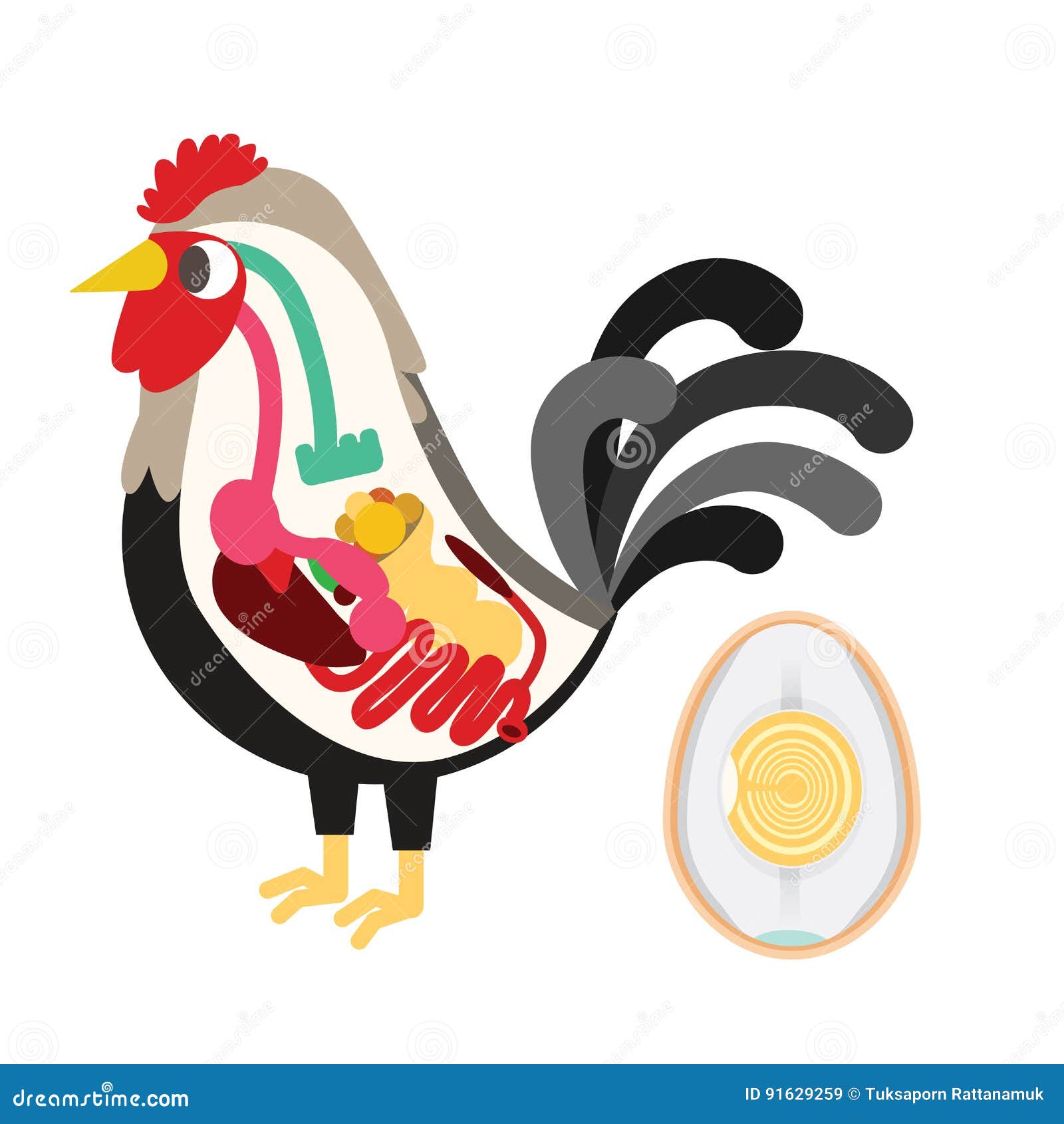 Het Levenscyclus Van Het Kippenei Vector Illustratie - Illustration of ...