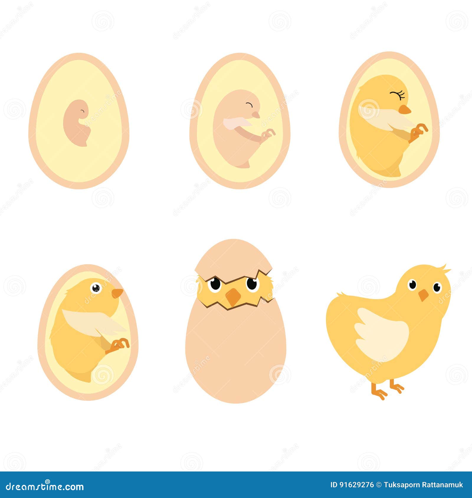 Het Levenscyclus Van Het Kippenei Vector Illustratie - Illustration of ...