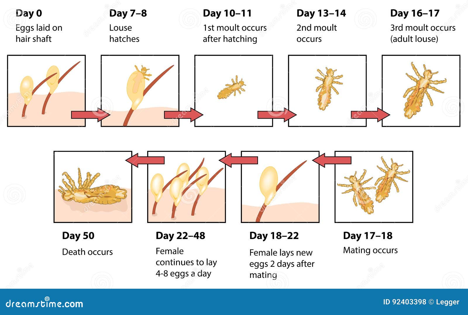 Levenscyclus Van Lycofyten Loop_living_cocoon_de_levende_doodskist