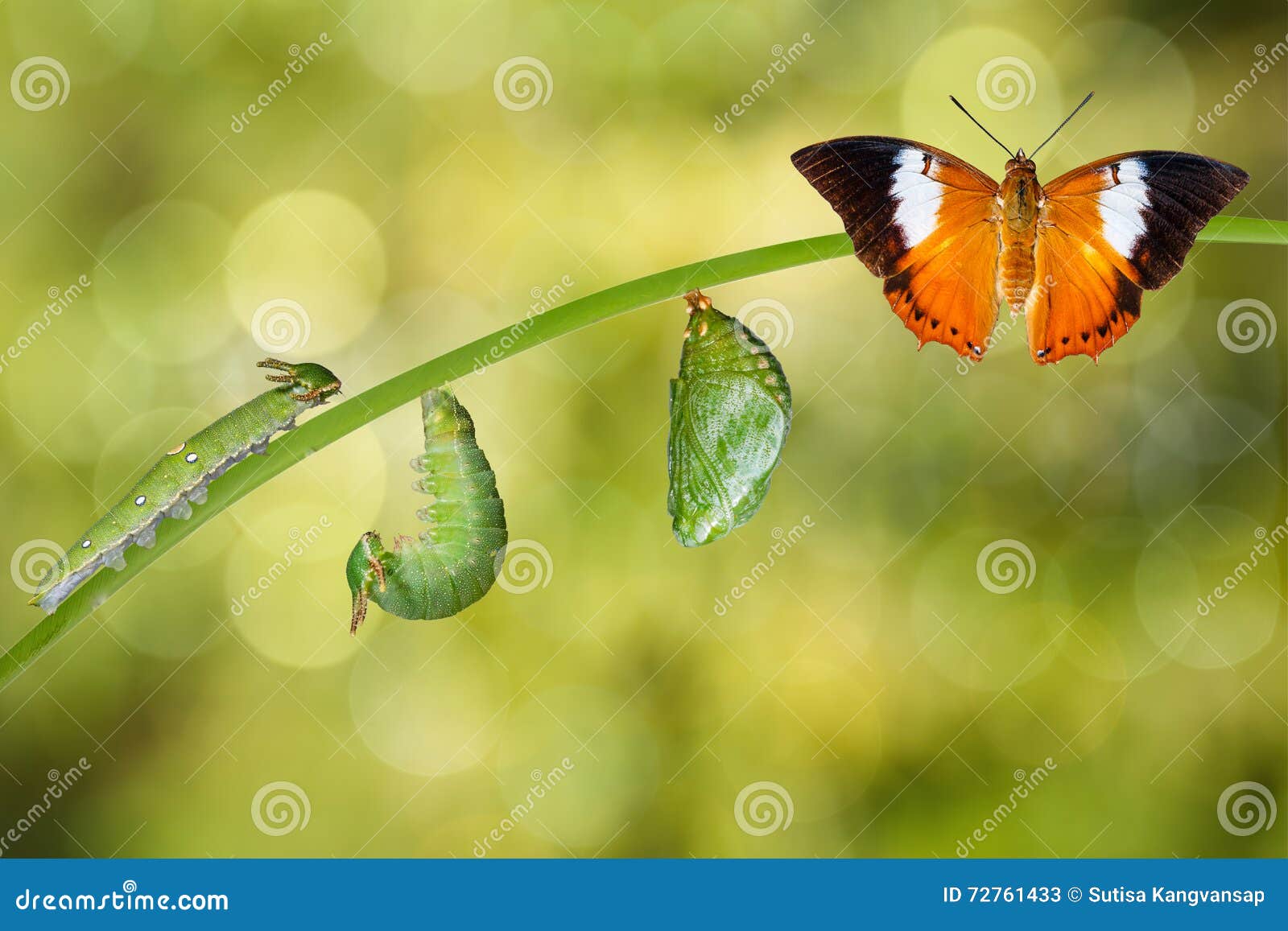 Het Levenscyclus Van Tawny Rajah-vlinder Stock Afbeelding - Image of ...