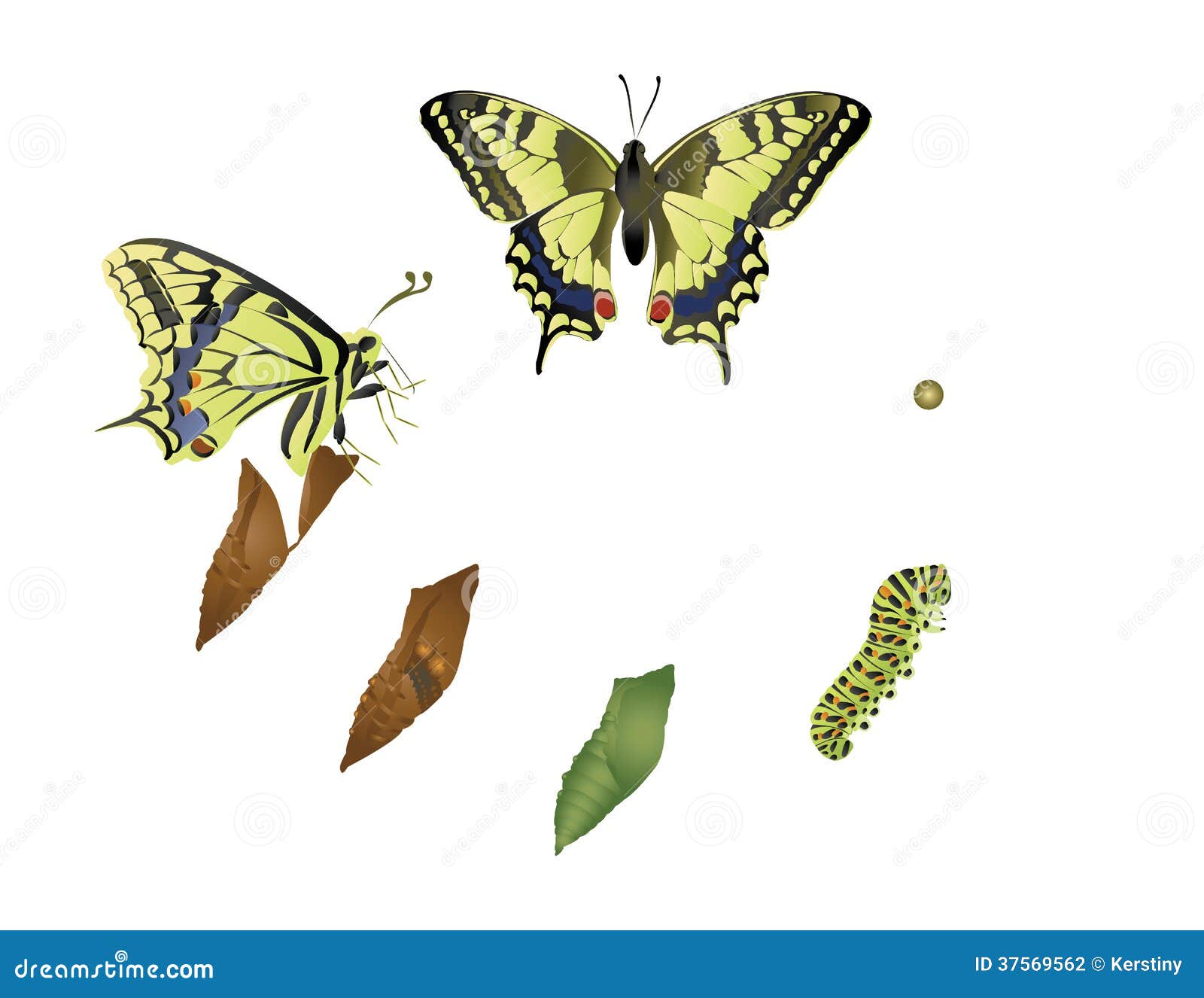 Het Levenscyclus Van Vlinder. Stock Illustratie - Illustration of ...