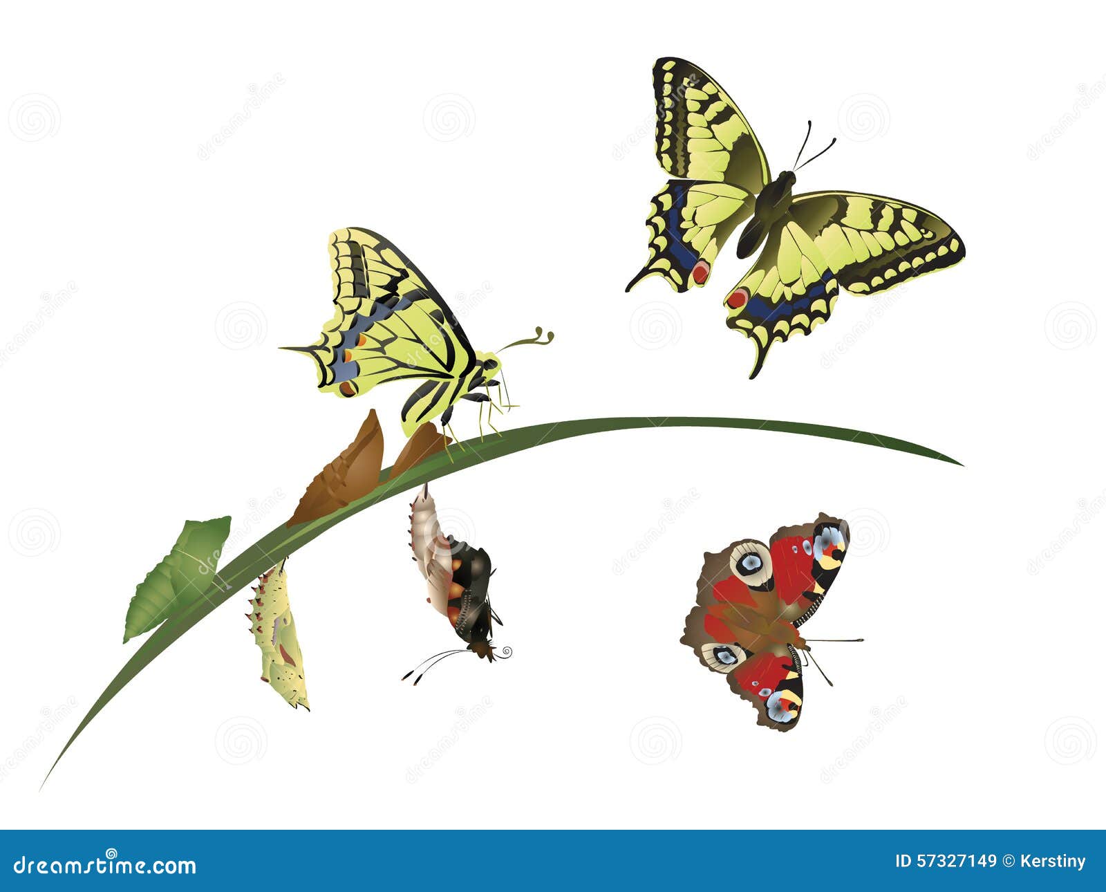 Het Levenscyclus Van Vlinder Stock Illustratie - Illustration of beeld ...