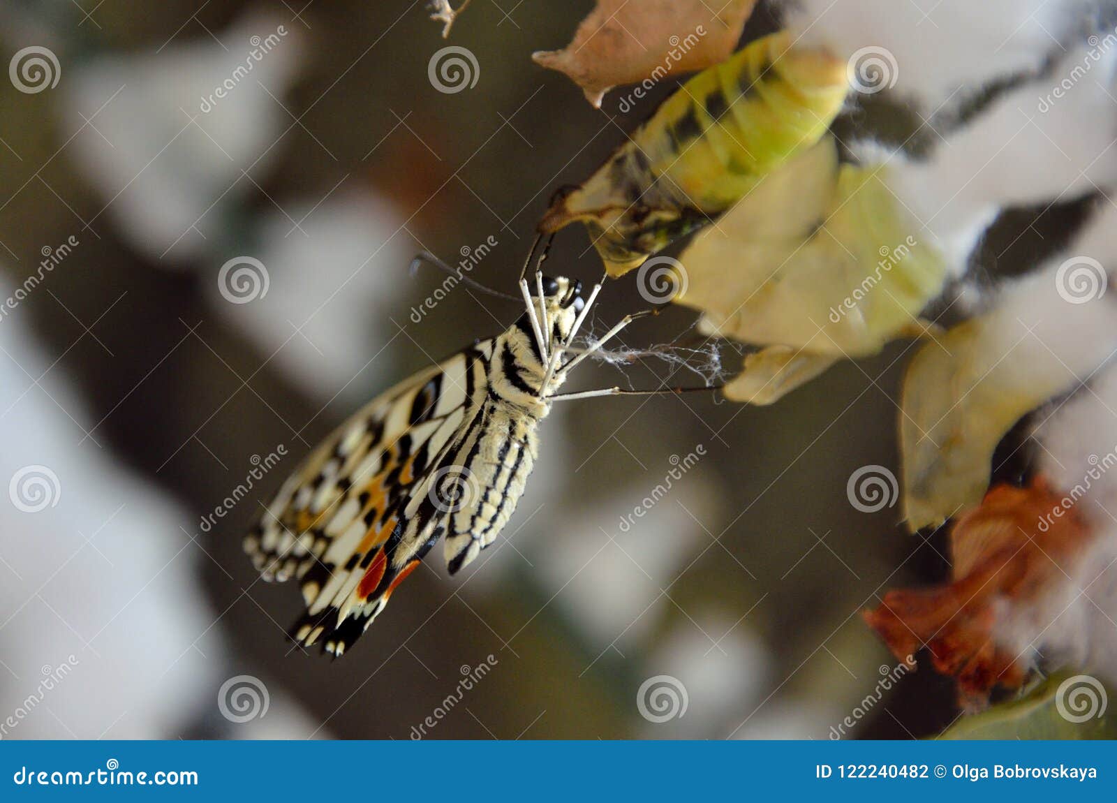 Het Levenscyclus Van Vlinders Vlinderpop Stock Foto - Image of geboren ...