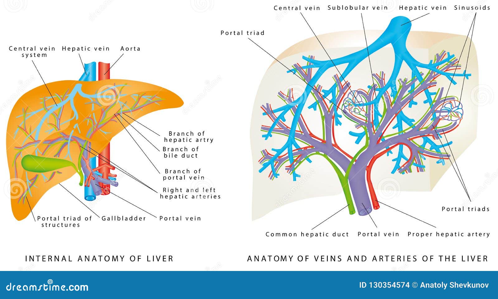 Het lever Vaatstelsel vector illustratie. Illustration of ontgifting ...