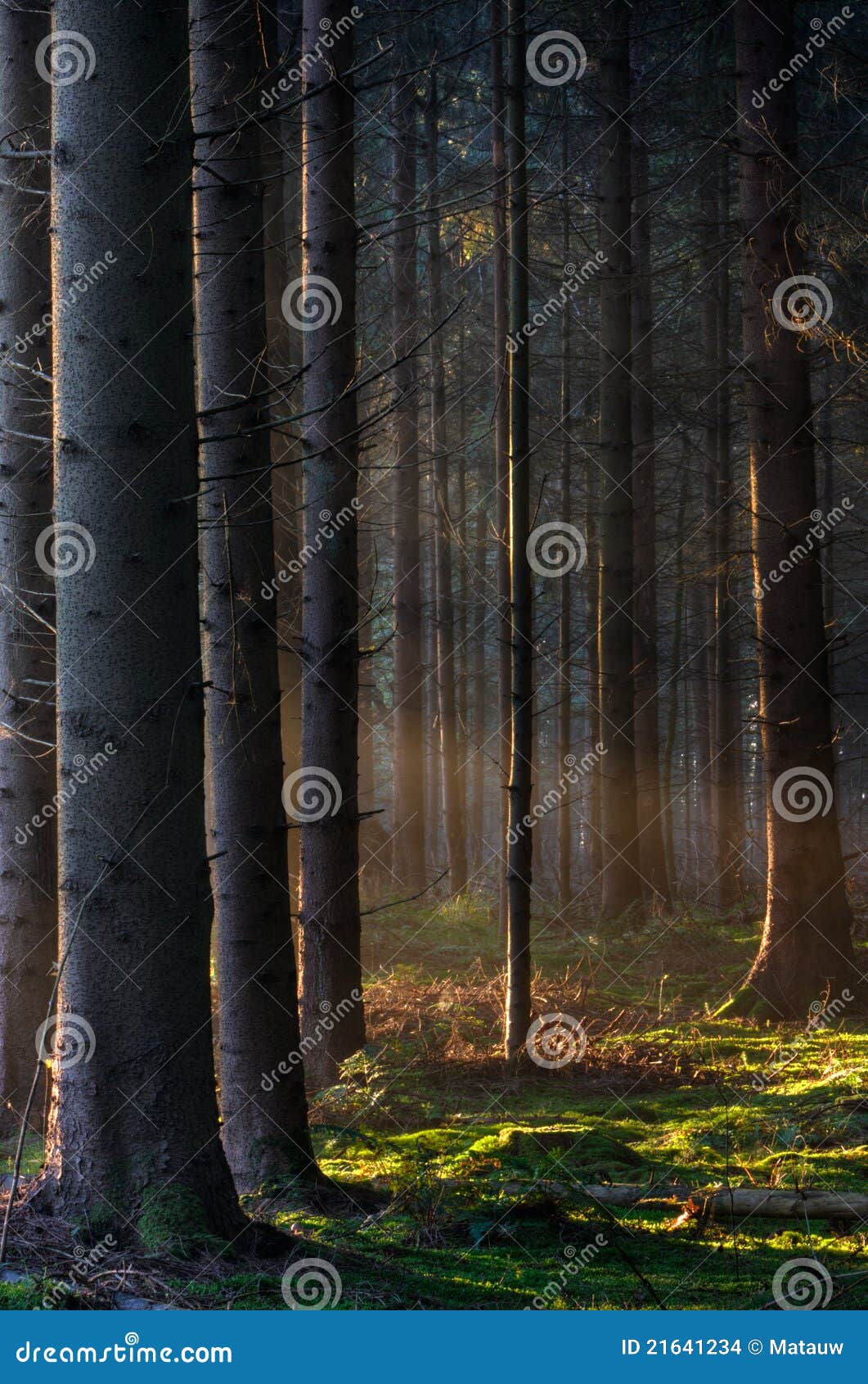 Het Licht Van De Ochtend in Bos Stock Foto - Image of zonnestraal ...