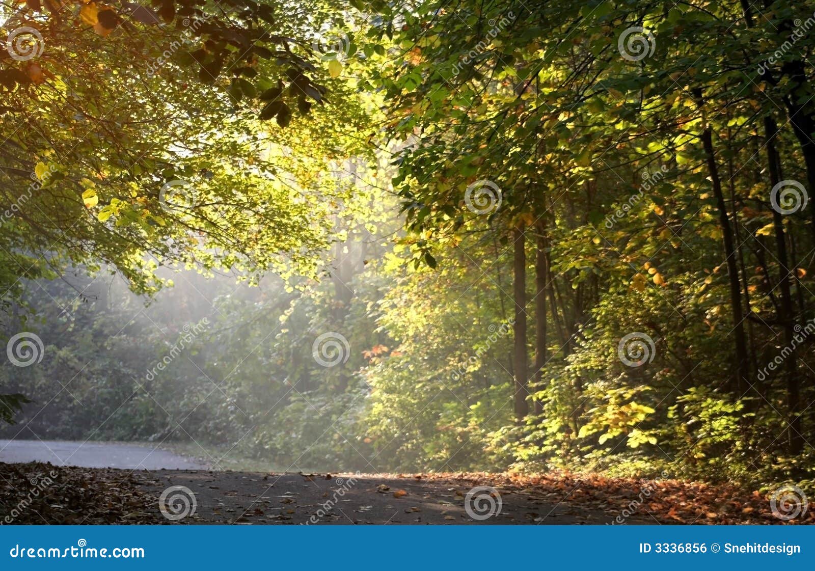 Het Licht Van De Zon Van De Ochtend Stock Foto - Image of najaar ...