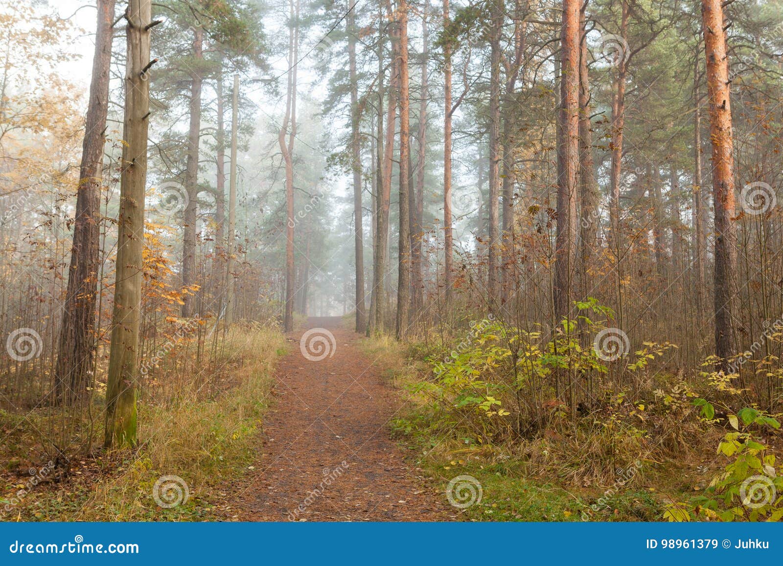 Het Lichte Bos Van De Mistige Ochtendzon Stock Afbeelding - Image of ...
