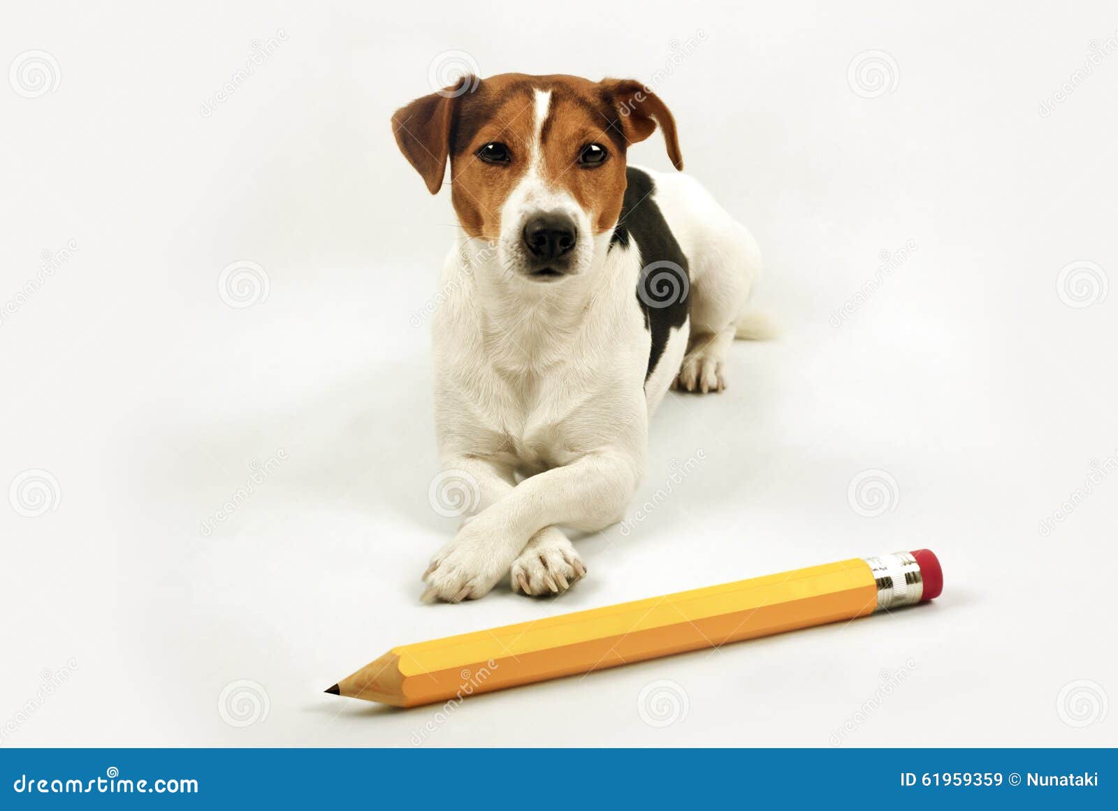 Het Liggen Hond Met Groot Geel Potlood Stock Afbeelding - Image of ...