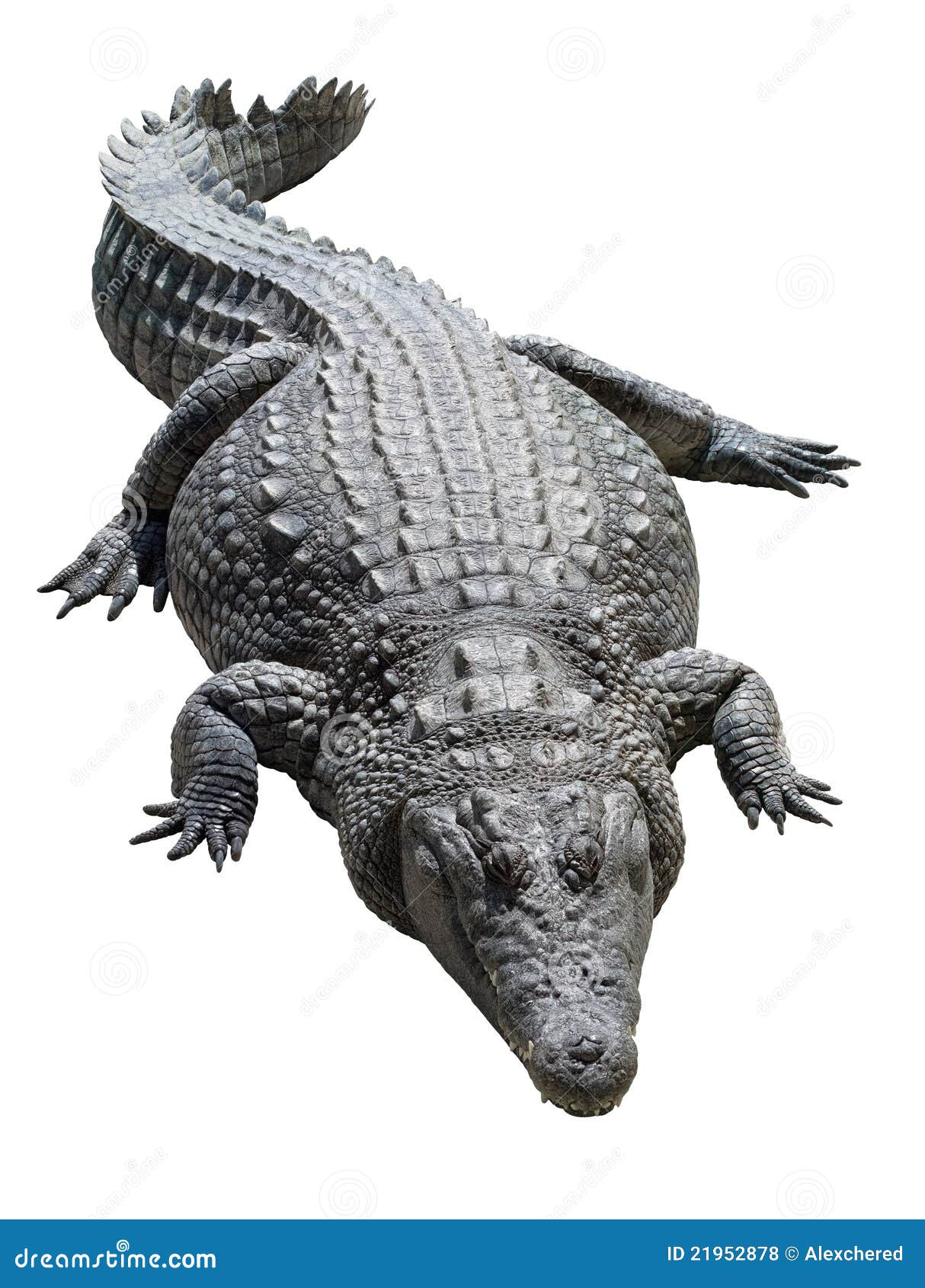 Het Liggen Krokodil Die Op Wit Wordt Geïsoleerdl Stock Foto - Image of ...