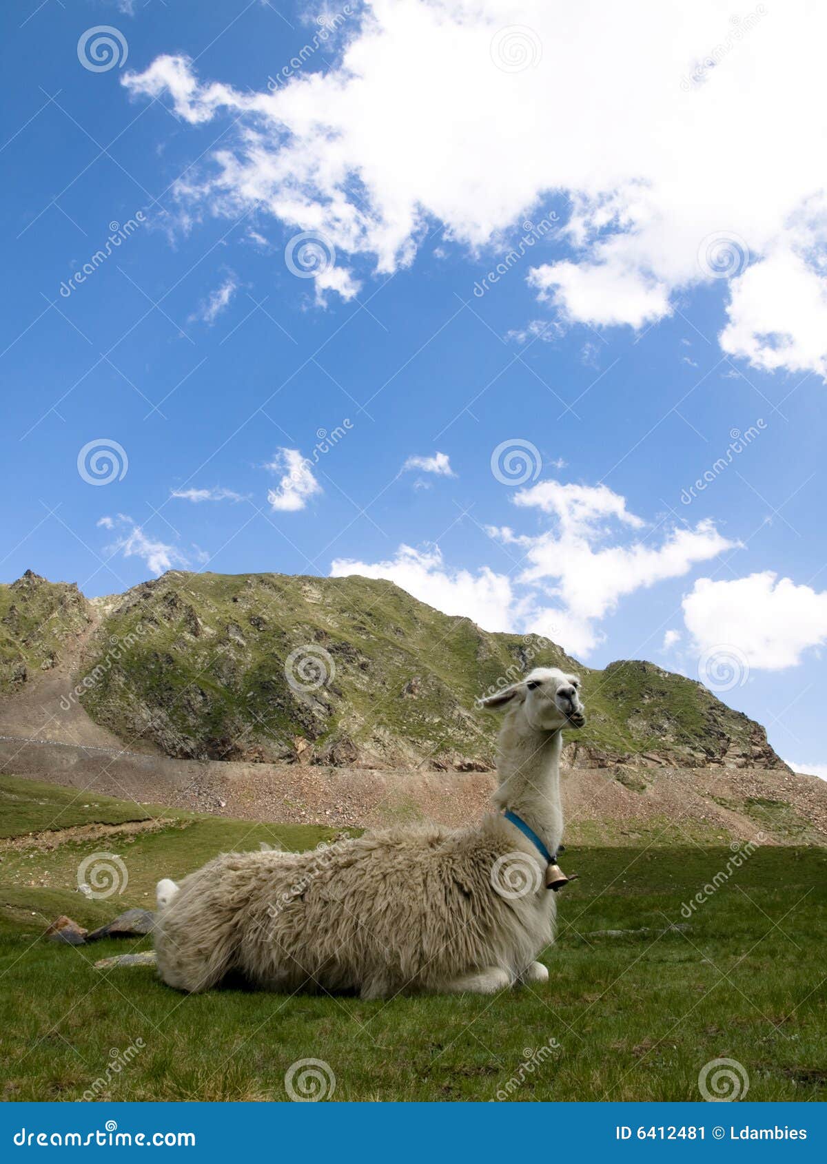 Het liggen van de lama stock afbeelding. Image of wolken - 6412481