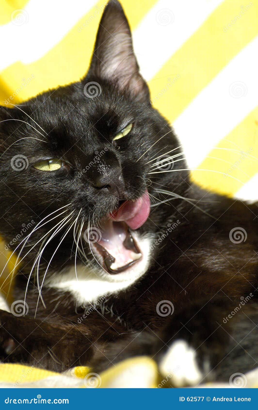 Het likken van kat stock afbeelding. Image of mond, neus - 62577