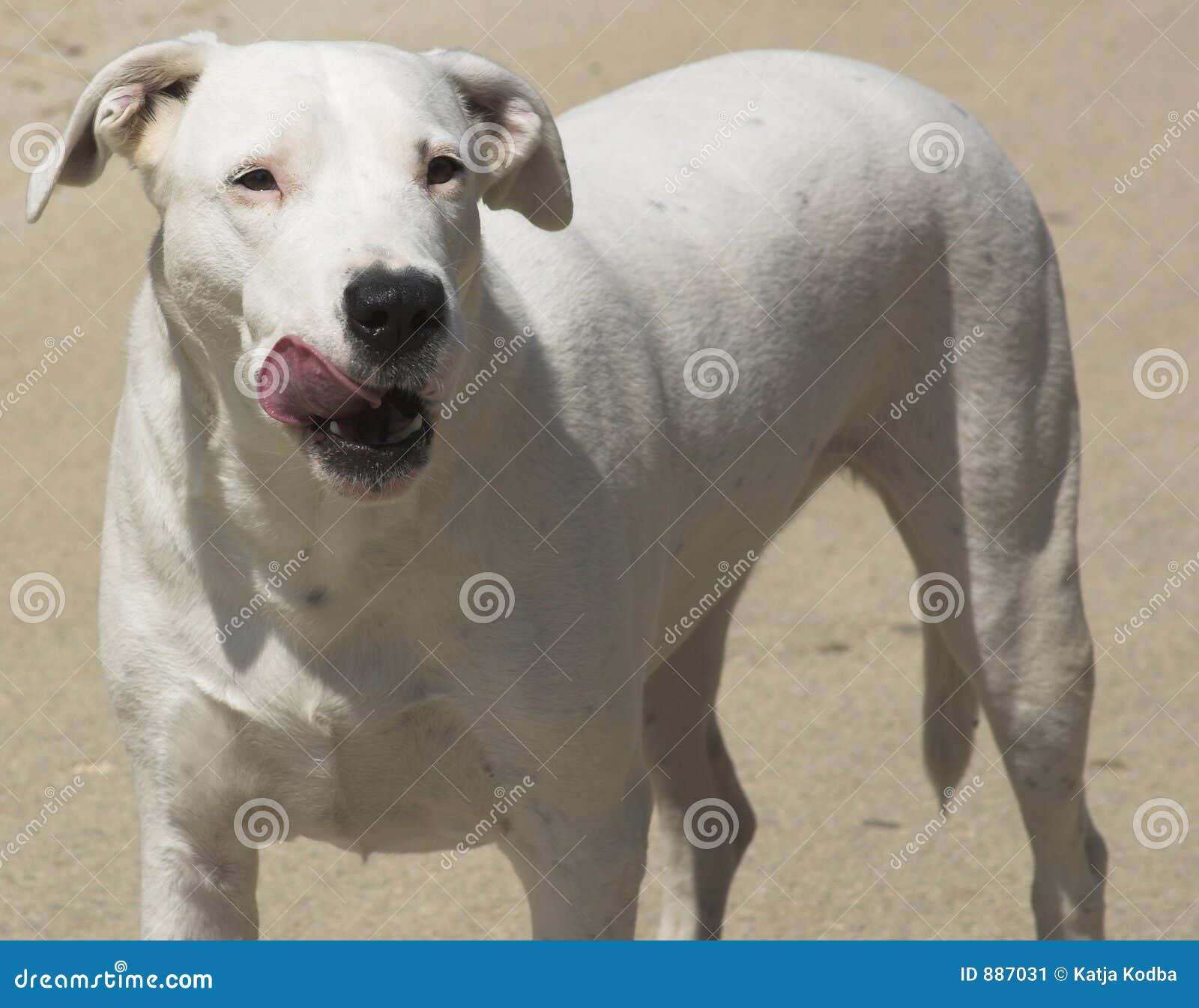 Het likken van witte hond stock afbeelding. Image of hond - 887031