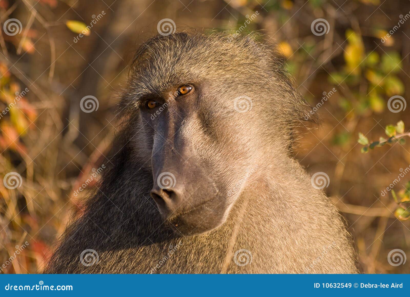 Het Longing Van De Baviaan Ziet Eruit Stock Afbeelding - Image of ...