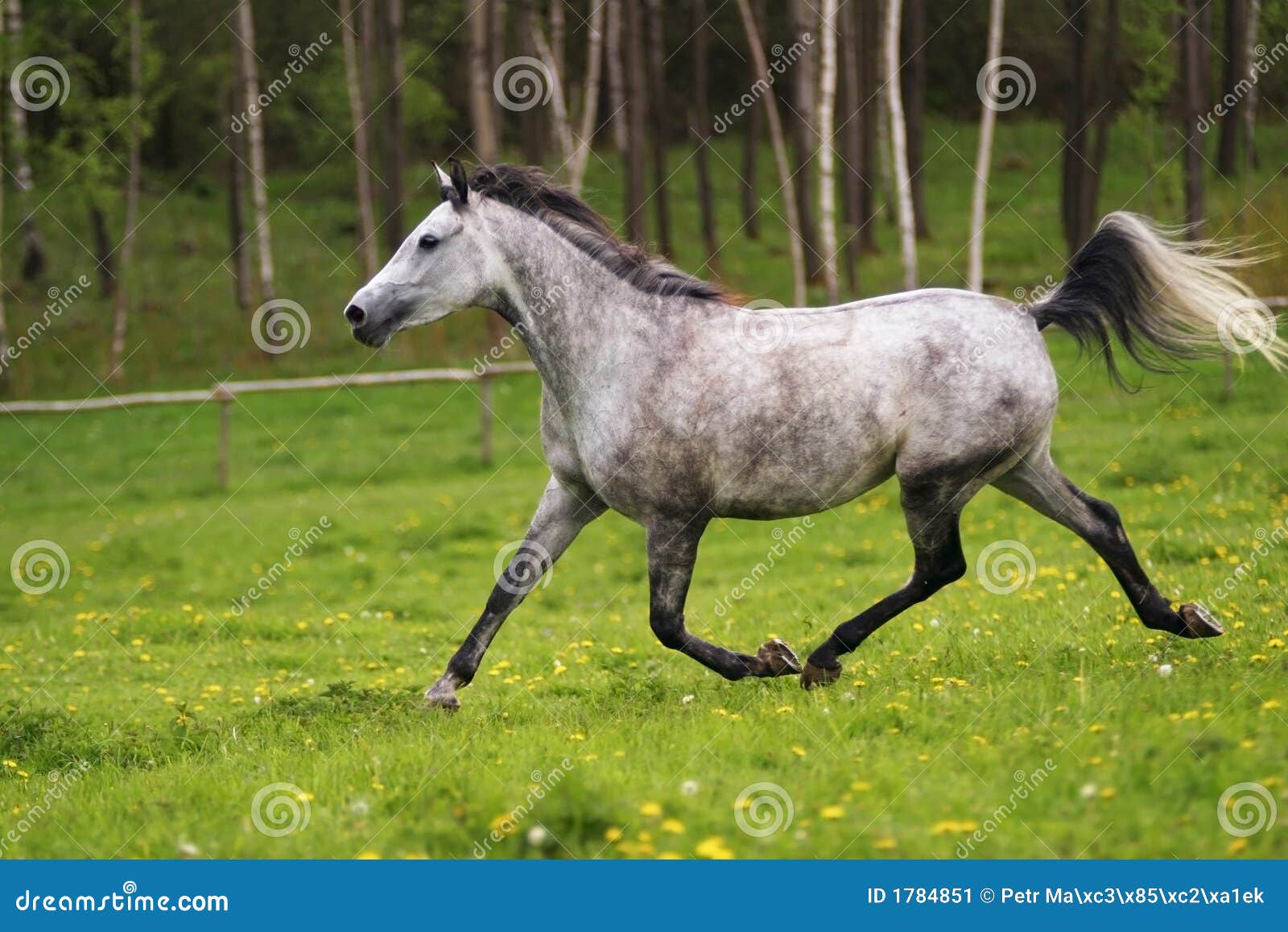 Het Lopen Arabisch Paard, Shagya Arabier Stock Afbeelding - Image of ...