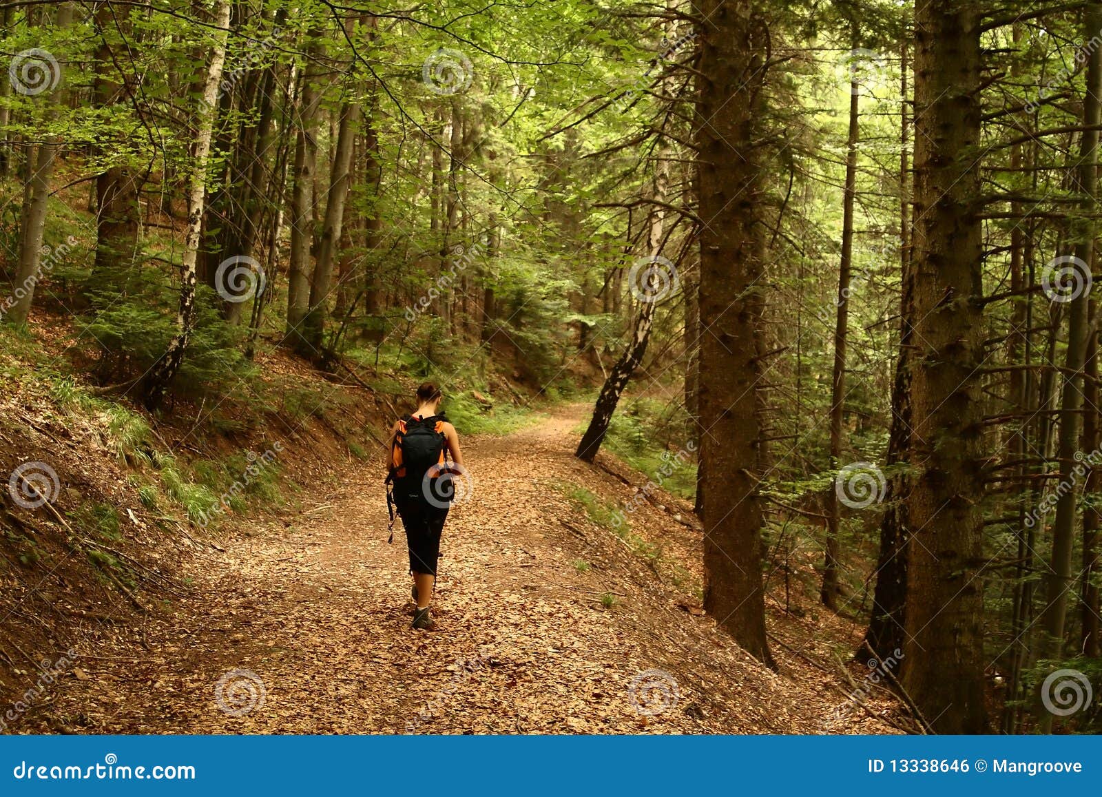 Het lopen in het bos stock foto. Image of lopen, blad - 13338646