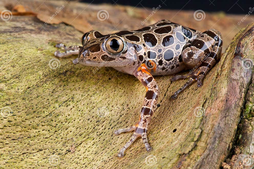 Het Lopen Kikker Met Rode Poten Stock Afbeelding - Image of kikker ...