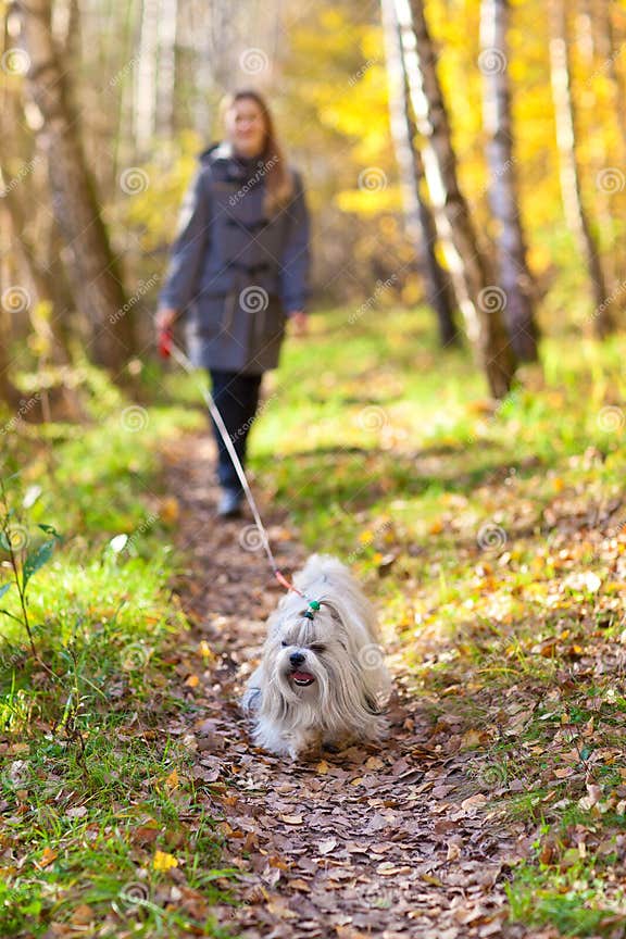 Het lopen met hond stock foto. Image of menselijk, onbeschoft - 34637012