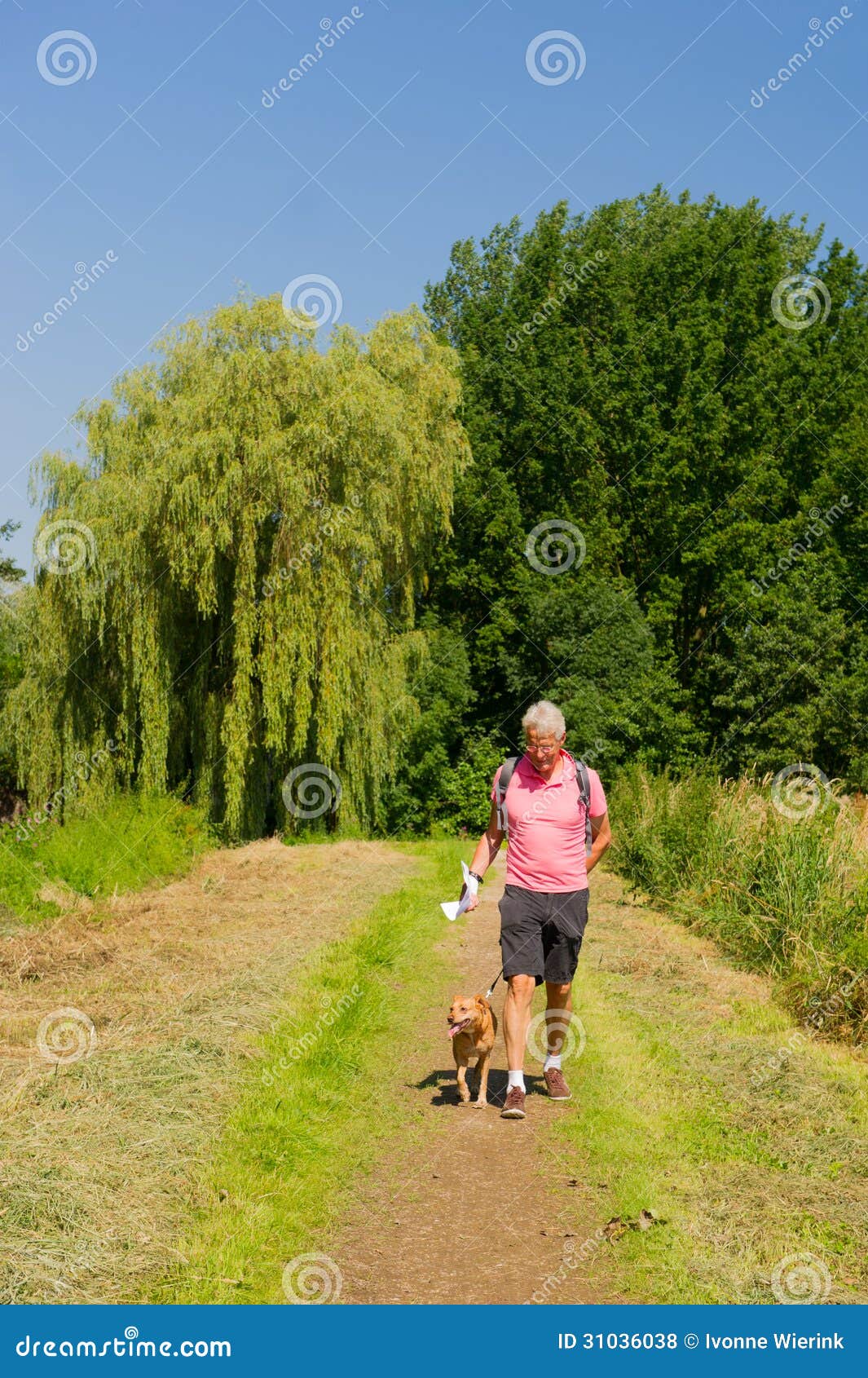 Het lopen met hond in aard stock foto. Image of zomer - 31036038