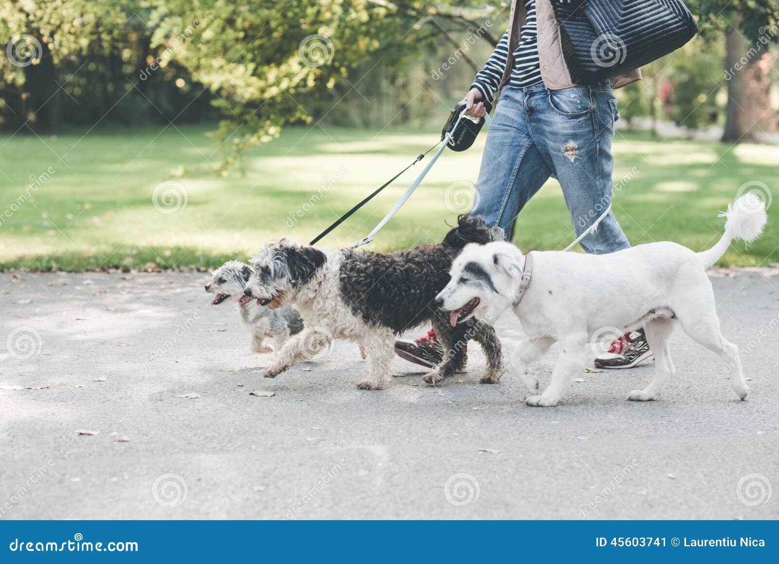 Het Lopen Met Honden in Park Stock Afbeelding - Image of klein, zomer ...