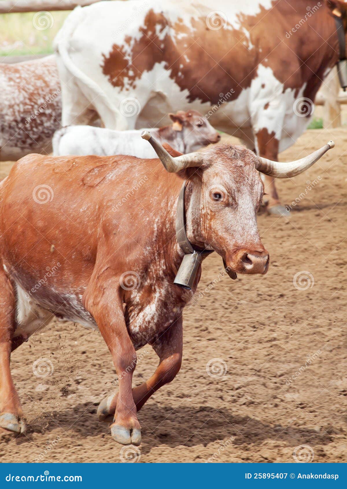Het Lopen Spaanse Rode Koe. Spanje, Andalusia Stock Afbeelding - Image ...