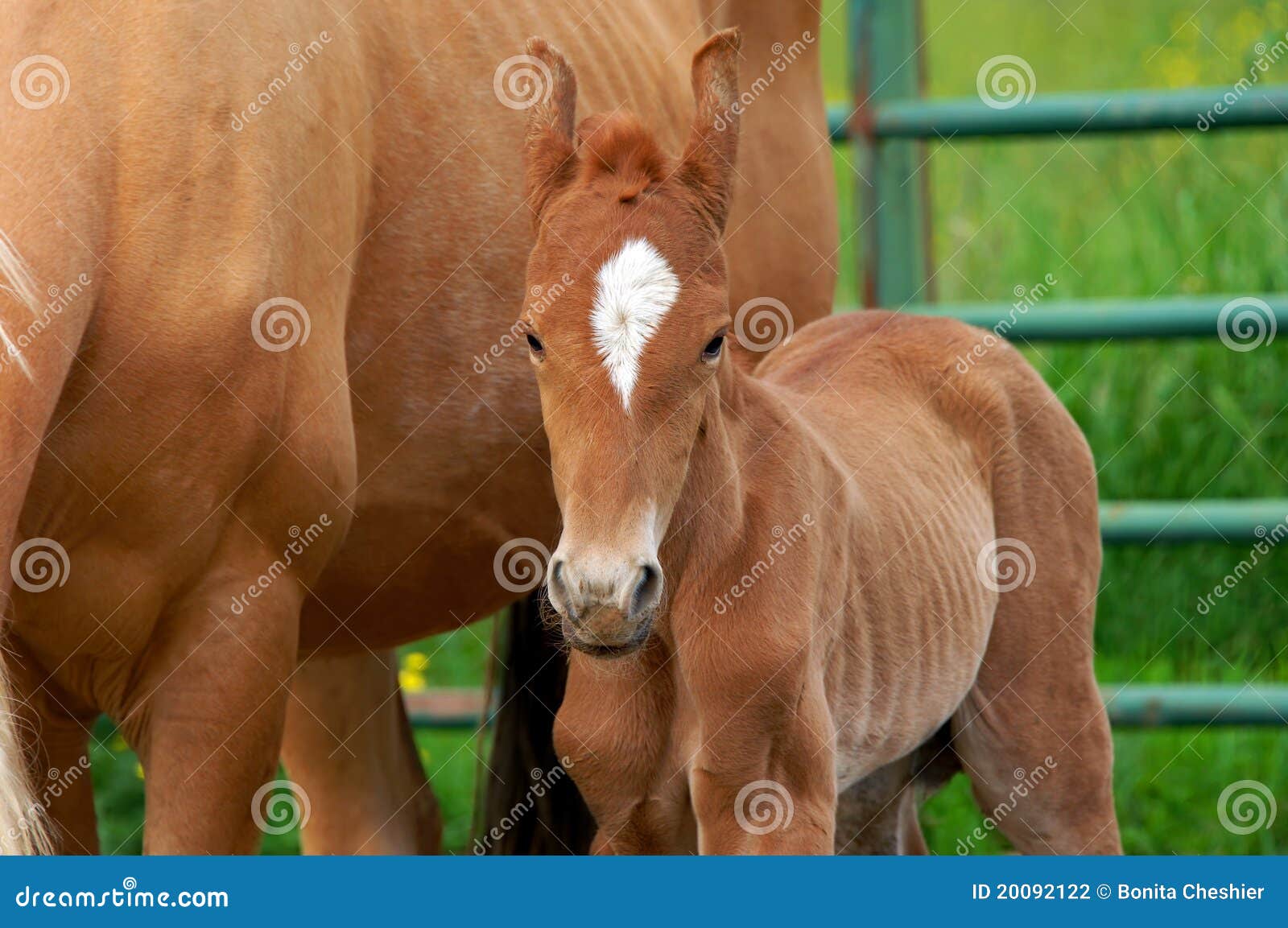 Het Lopen Van Blooded Van De Baby Paard Stock Foto - Image of nieuw ...