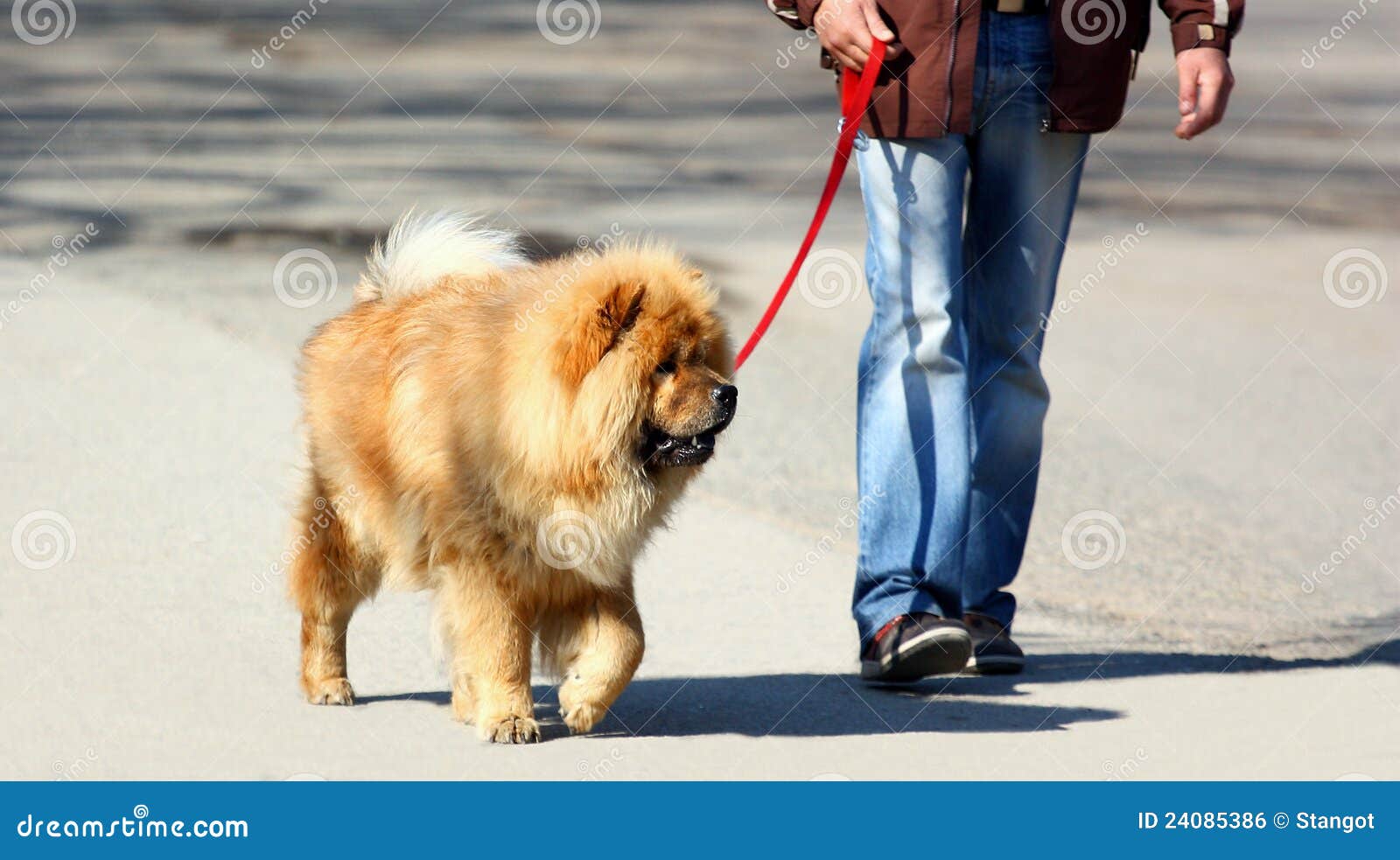 Het lopen van de hond stock foto. Image of activiteit - 24085386