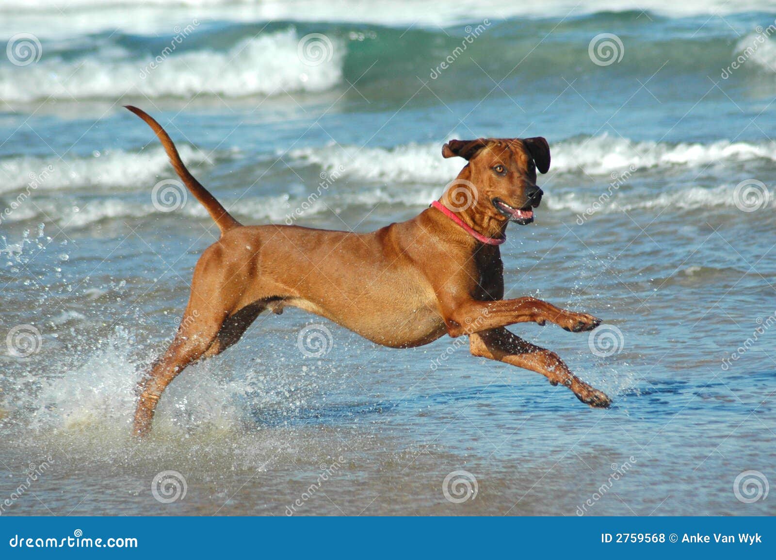 Het lopen van de hond stock foto. Image of groot, aanbiddelijk - 2759568
