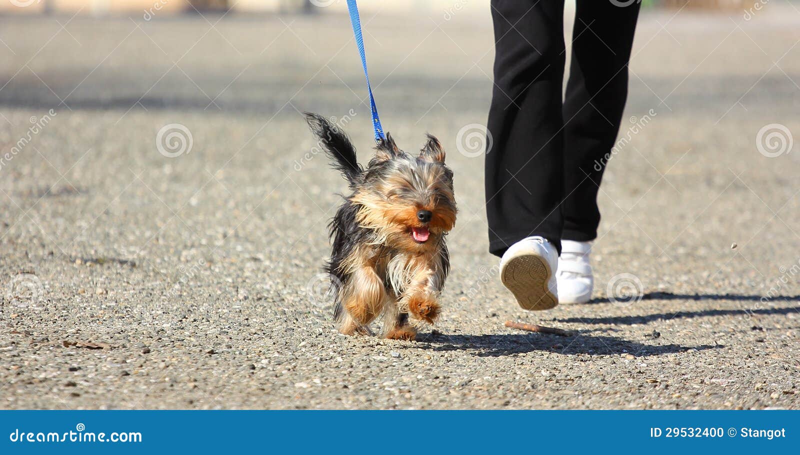 Het lopen van de hond stock foto. Image of huisdier, hond - 29532400