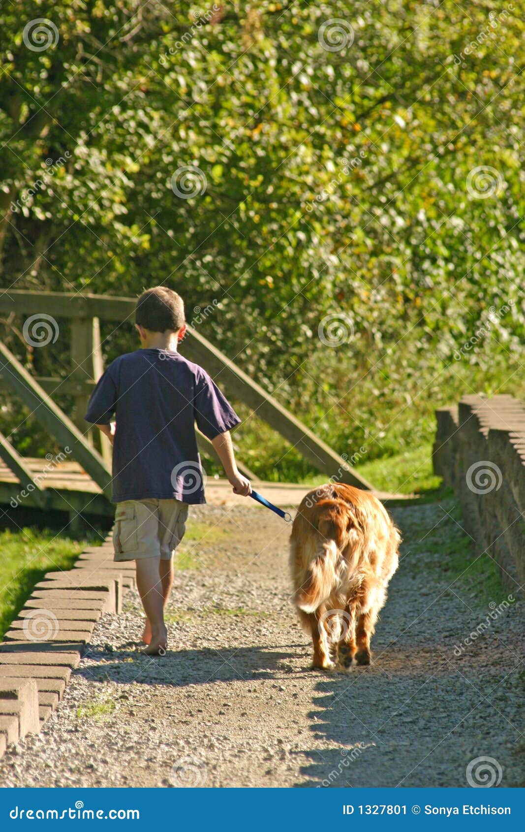 Het Lopen Van De Jongen Hond Stock Afbeelding - Image of honden ...