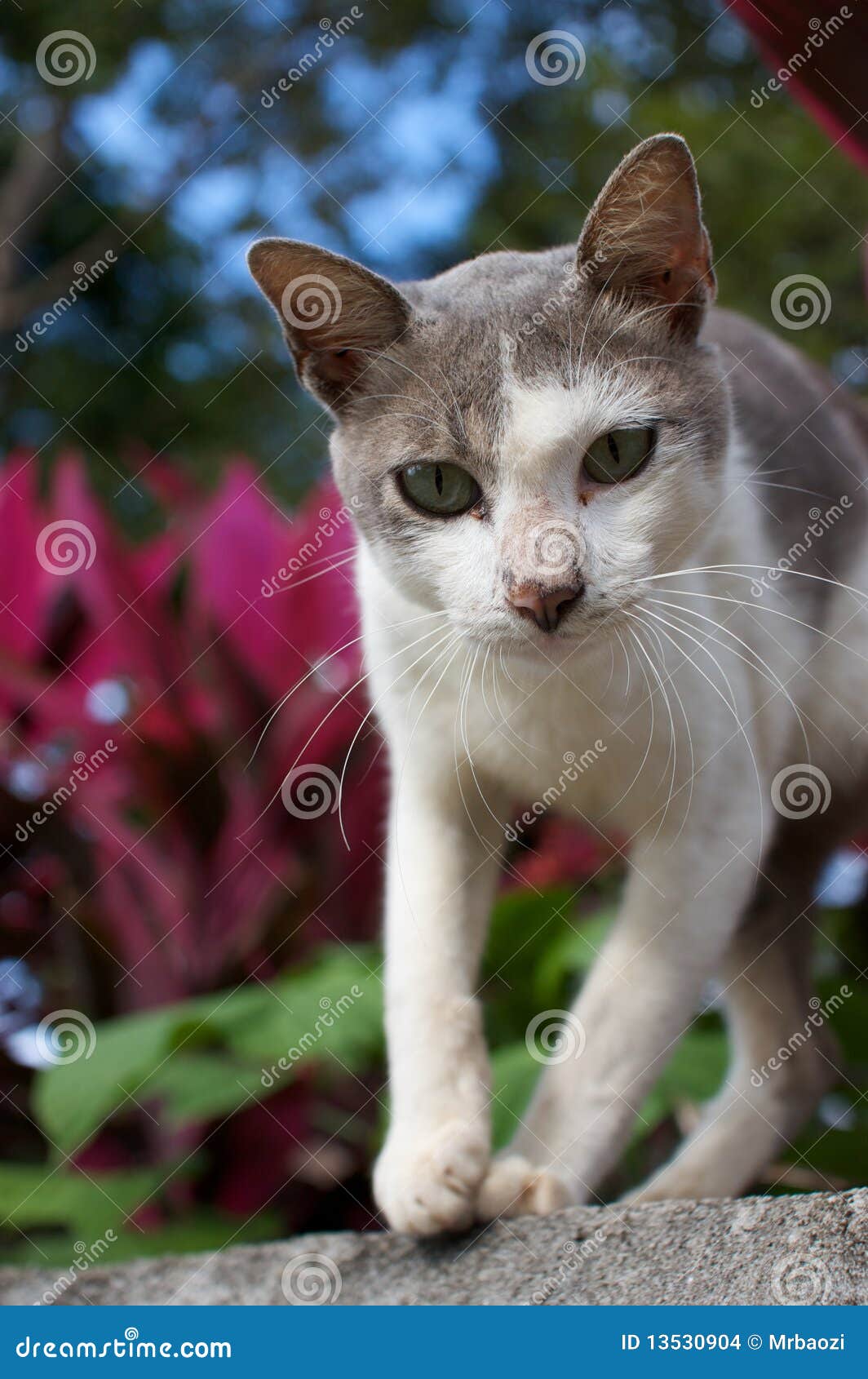 Het Lopen van de kat stock foto. Image of elegantie, uitziend - 13530904