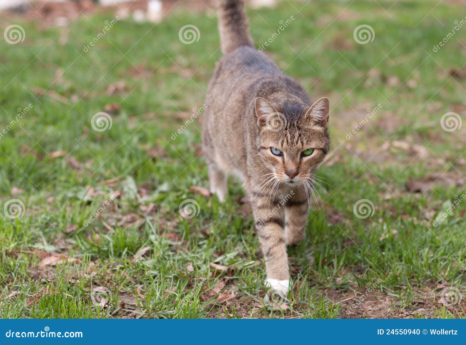 Het lopen van de kat stock foto. Image of volledig, binnenlands - 24550940