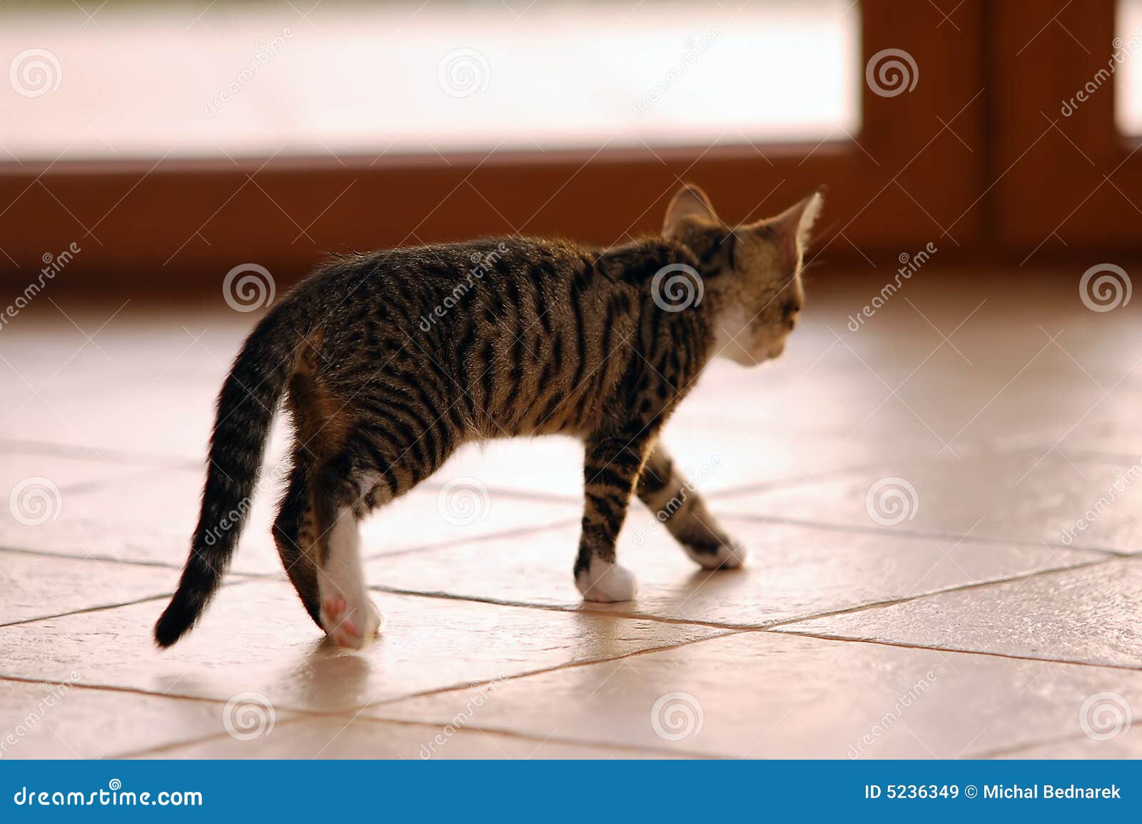Het lopen van de kat stock afbeelding. Image of dier, bont - 5236349