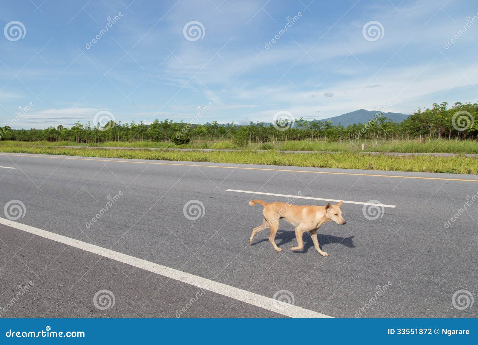 Het Lopen Van Hond Op De Weg Stock Foto - Image of hemel, hond: 33551872
