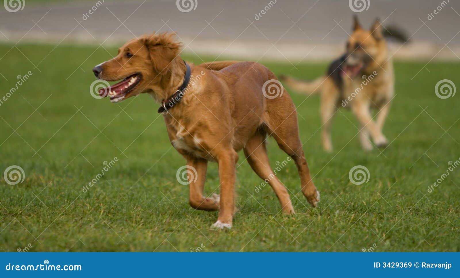Het lopen van honden stock afbeelding. Image of carnivoor - 3429369